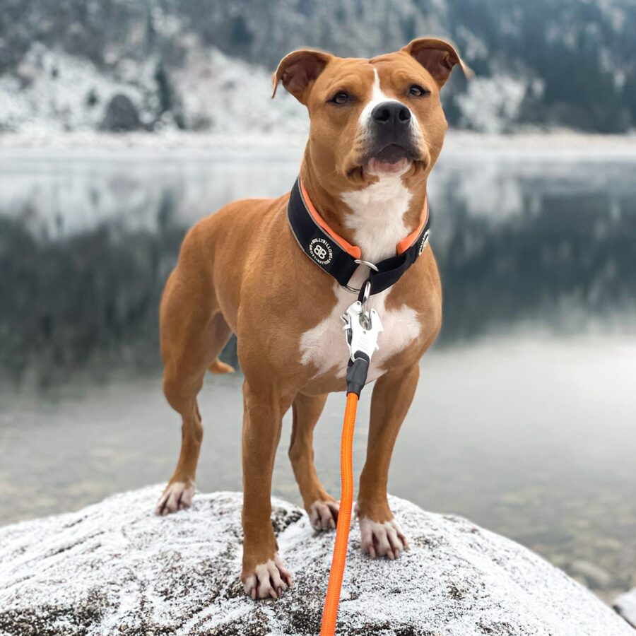 BullyBillows Collars and Harnesses - Nationwide - CatDog Ltd