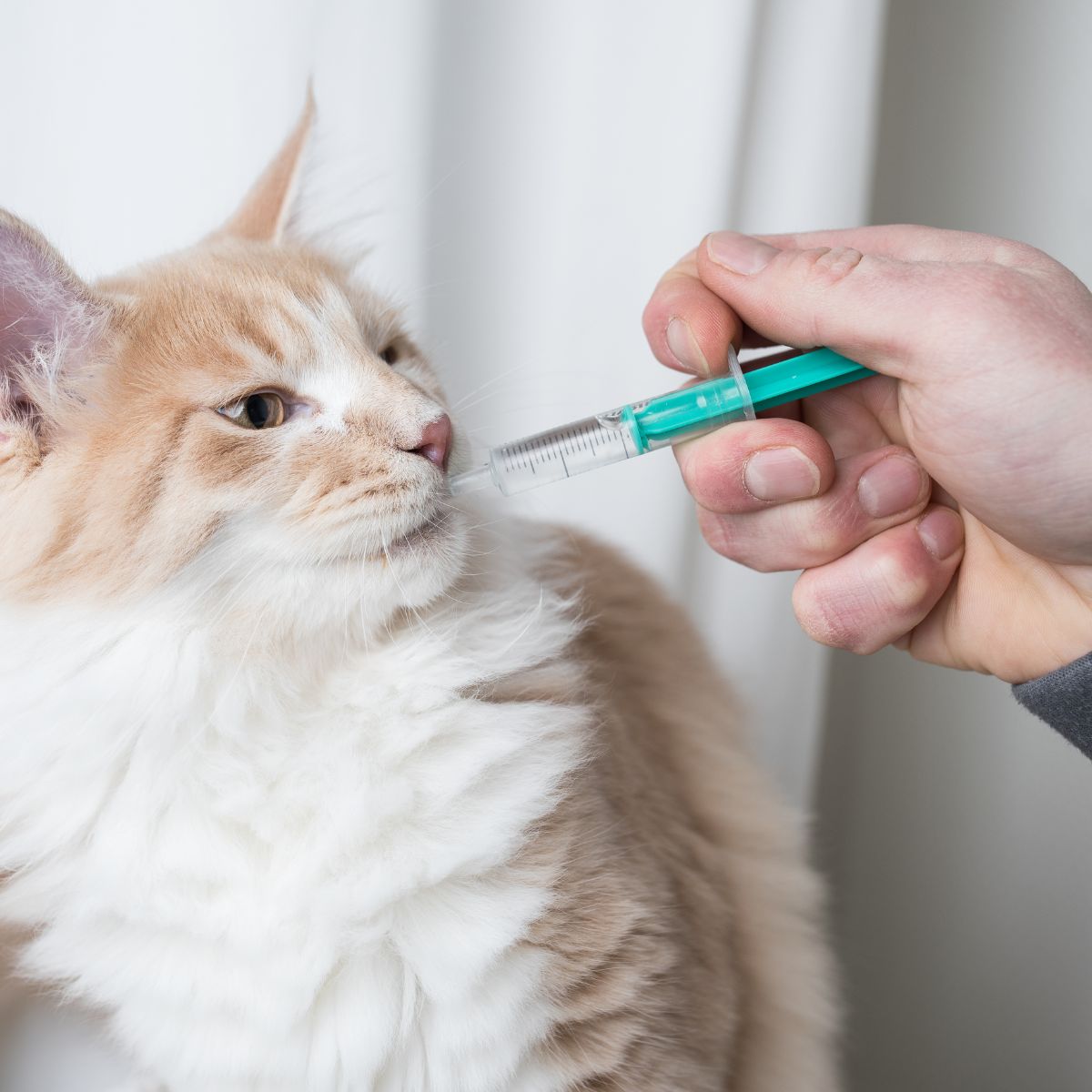 Supplements & Healthcare - CatDog Ltd