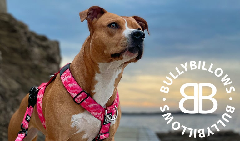 Healthy treats and essential accessories for dogs, cats and you ...